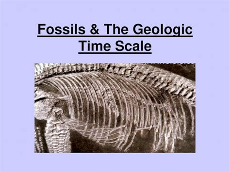 Pdf Fossils And The Geologic Time Scalencc Uploads 8 3 7 1 83718180 Fossils