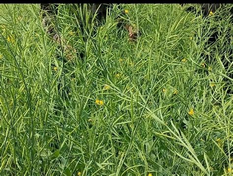 All Vegetable Seeds Kitchen Garding At Rs 10piece Microgreen Seeds