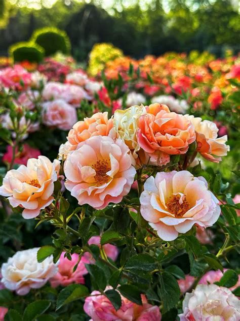 گل و گیاه عکاسی شهرزاد کدخدایی