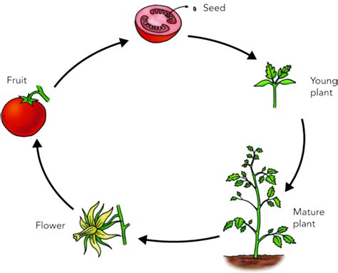 Plant Life Cycle Clip Art