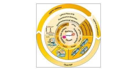 Crisprcas And Argonaute Based Biosensors For Pathogen Detection Acs Sensors