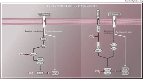 Cross Regulation Of Signaling Pathways By Interferon γ Implications