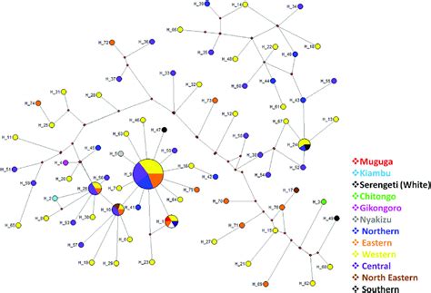 tp2 network median joining network based on the polymorphic sites of