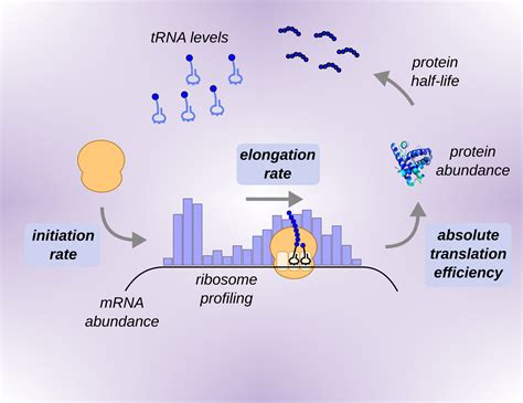 Comprehensive Quantitative Modeling Of Translation Efficiency In A Genome Reduced Bacterium