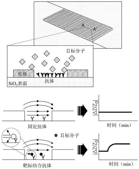 Microelectrode Biosensor Using Dielectrophoresis And Method For Microelectrode Biosensor Using Dielectrophoresis And Method For