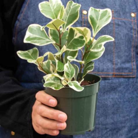 Purchase Online Ficus Triangularis Variegated Plantly