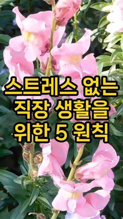 스트레스 없는 직장생활을 위한 5가지 원칙 스트레스없는직장 행복한직장생활 워라밸 워크라이프밸런스 일과삶의균형 실수두려움없애기 완벽주의내려놓기 실수로배우기
