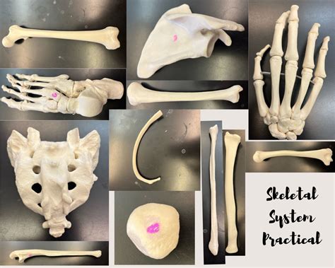 Skeletal Practical Part 1 Diagram Quizlet