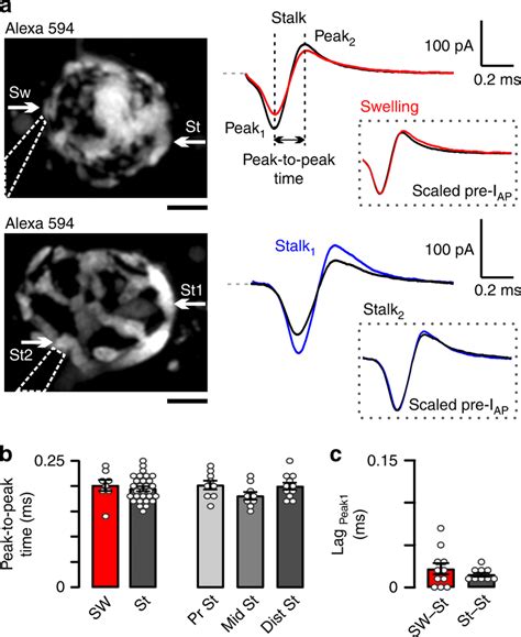 Action Potential Waveforms Are Similar Throughout The Calyx A Calyces
