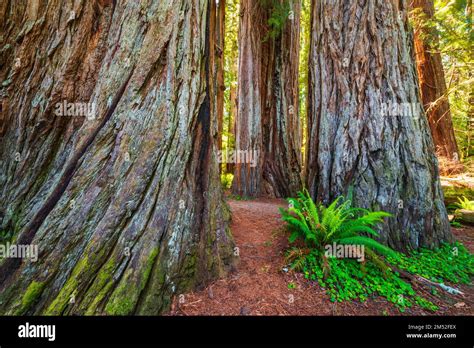 Coast Redwoods In The Stout Grove Jedediah Smith Redwoods State Park