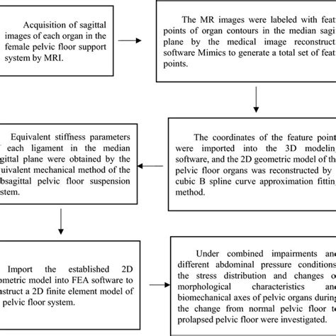 2d Equivalent Model Of The Pelvic Floor In The Normal Physiological Download Scientific Diagram