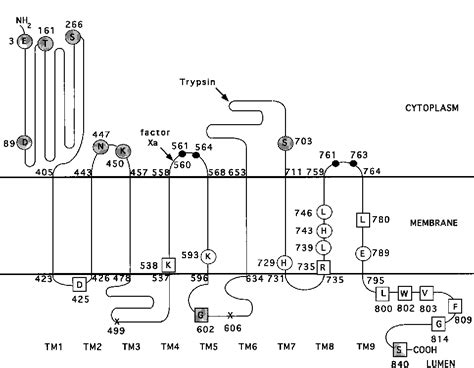 Figure 4 From Transmembrane Topography Of The 100 Kda A Subunit Vph1p
