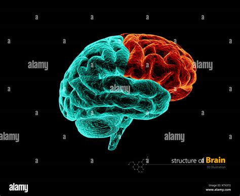 Human Brain Frontal Lobe Anatomy Human Brain Anatomy 3d 55 Off
