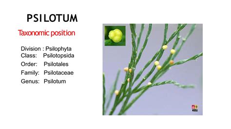 Psilotum Structure And Reproduction Pptx