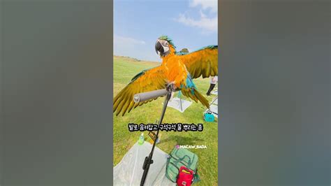 셀프 샤워하며 더위 식히는 앵무새 Youtube