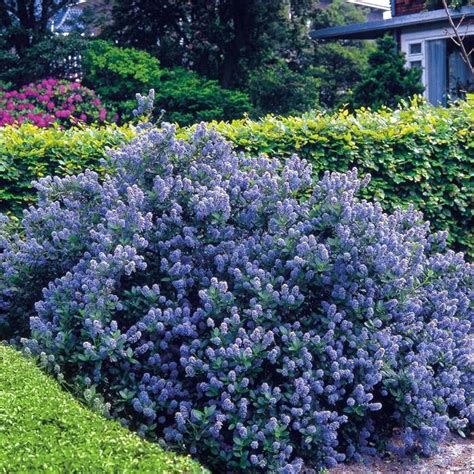 Buy Ceanothus Blue Affordable Gardens4youie