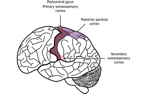 Secondary Somatosensory Cortex Secondary Somatosensory Cortex