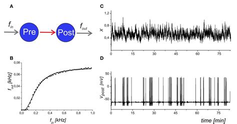 Figure 2 From Bi Directional Astrocytic Regulation Of Neuronal Activity