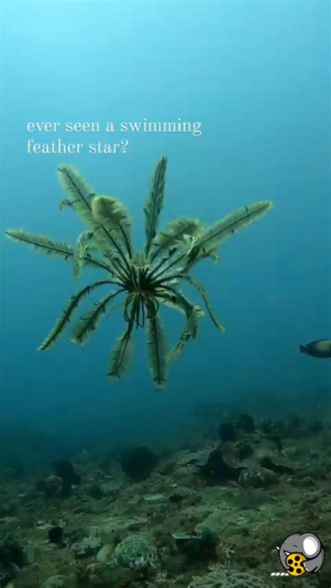 یک نوع ستاره دریایی خاص که شبیه گیاهه😍 فیلو