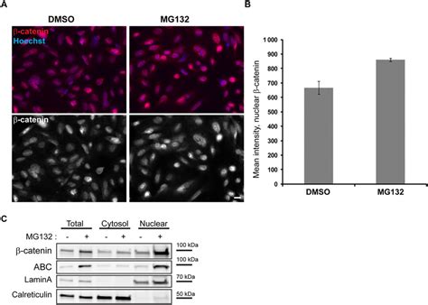 The Nuclear Localization Of β Catenin Is Not Reduced Upon Inhibition Of