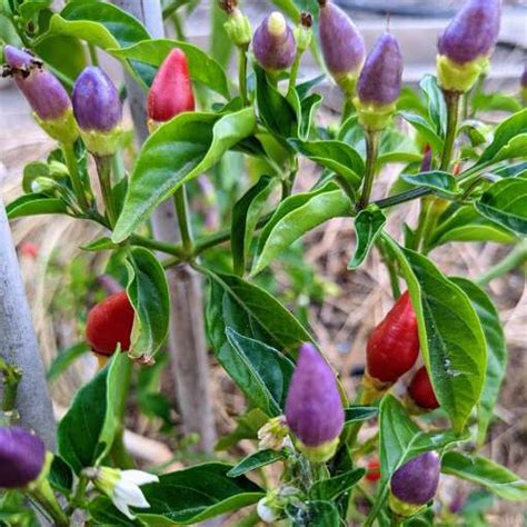 Numex Twilight Meraki Seeds