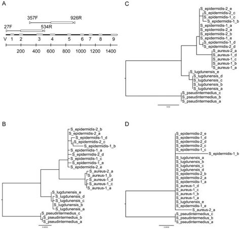 A Diagram Of The 16s Rrna Gene With Variable Regions 1 9 Indicated In Download Scientific