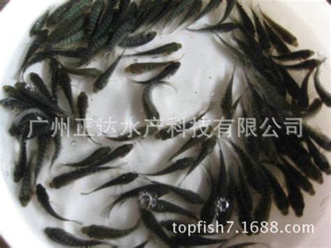 正达水产供应 新货上市 全雄性奥尼罗非鱼鱼苗 杂交罗非鱼鱼苗 阿里巴巴