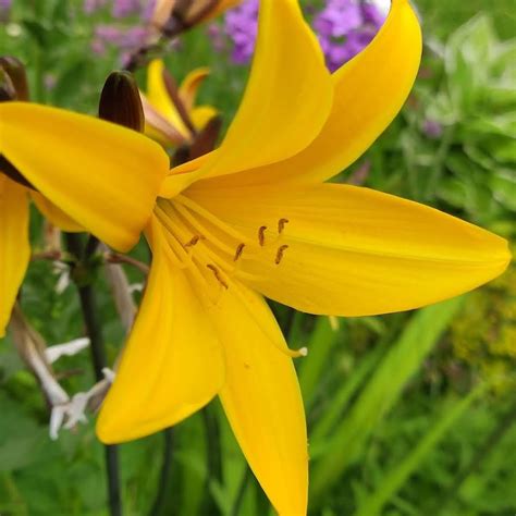 Hua Han 華漢 Canada Youtube