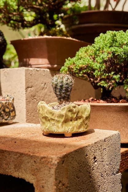 Premium Photo Small Cactus In Botanical Garden