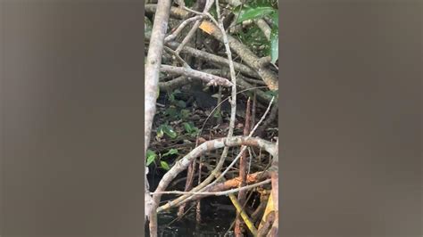 මාතර ගගේ කිඹුලිගෙ පැටියා 🫡🐊 Youtube