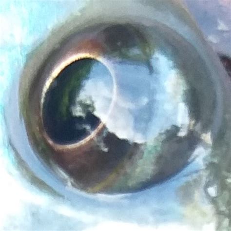 Eyedetection Object Detection Dataset By Researchproject