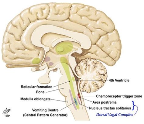 Nausea And Vomiting Flashcards Quizlet