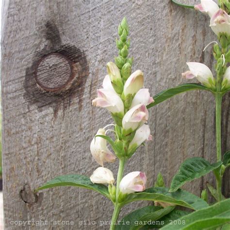 Turtlehead Chelone Glabra Stone Silo Prairie Gardens