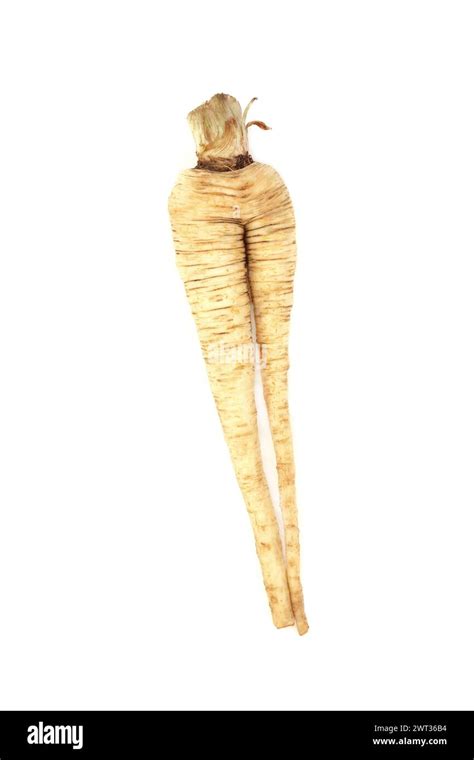 Forked And Misshaped Parsnip Vegetable Organic Imperfect Example On