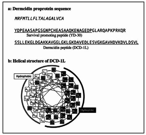 Human Dermcidin Amino Acid Sequence Download Scientific Diagram