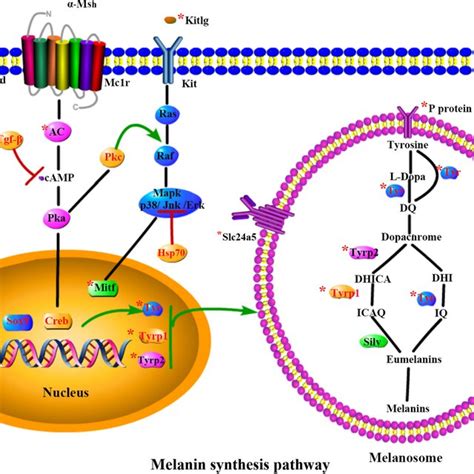 Dopa And Ammoniacal Silver Nitrate Staining In Mutant Neural Crest Cell