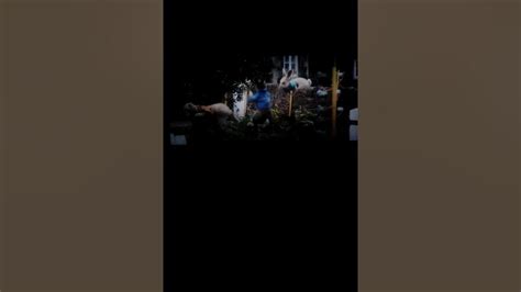 Кролик Питэр კურდღელი პიტერი 2 Youtube