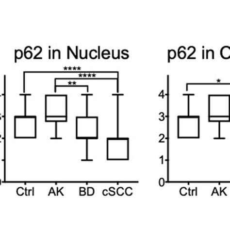 P62 Nucleocytoplasmic Expressions Profiles In Cscc And Precursors A