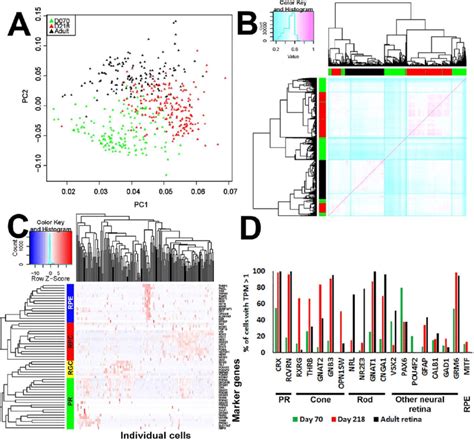 Scrna Seq Analysis Of D70 And D218 Hpsc Ovs And Human Adult Retina Download Scientific Diagram