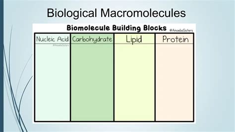 Biological Macromolecules For Stem11 Pptx