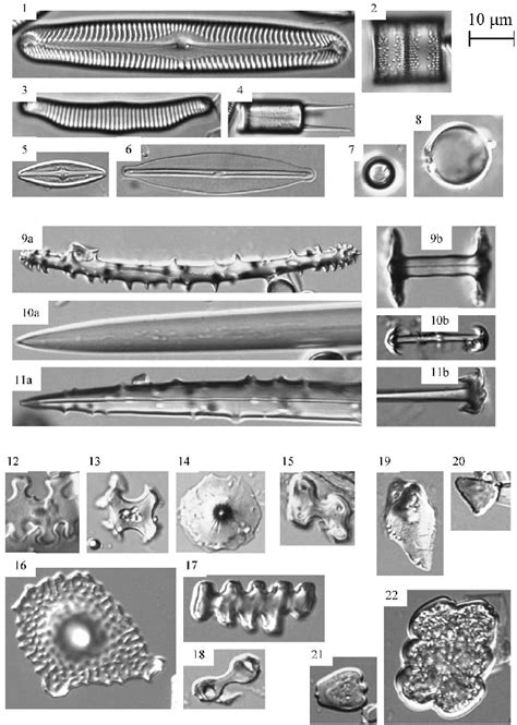 Examples Of Siliceous Microfossils Found In The Peat Bay Core Download Scientific Diagram
