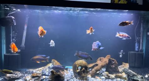 My Very Mixed 75 Gallon Cichlid Tank Rcichlid