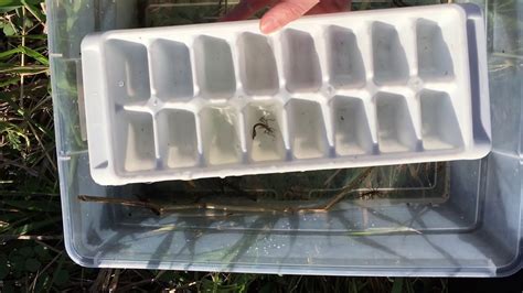 Finding Macroinvertebrates Using A Color Identification Chart YouTube