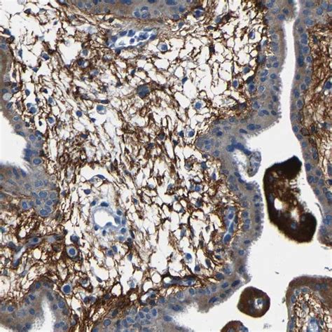 Fibrillin 2 Antibody Pa5 52995