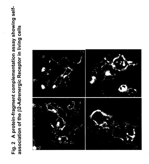 Fragment Complementation Assays For G Protein Coupled Receptors And Their Signaling Pathways