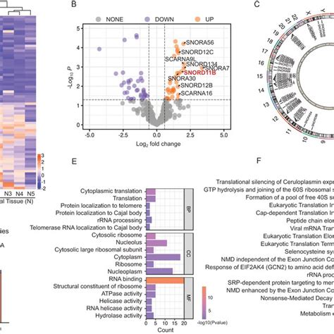 Identification Of Snord11b As An Upregulated Snorna In Crc A Chromosome Download Scientific
