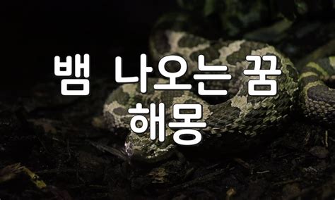 뱀 꿈 해몽 길몽 흉몽 태몽 의미 풀이 총정리