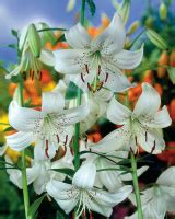 Купить тигровые лилии - луковицы с доставкой по Москве и России почтой.