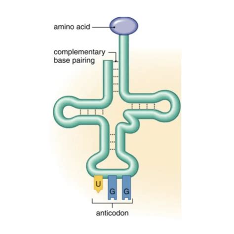 تخلیه Rna ریبوزومیribosomal Rna Depletion