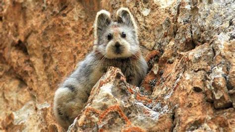 Запознайте се с Или Пика Новини бг